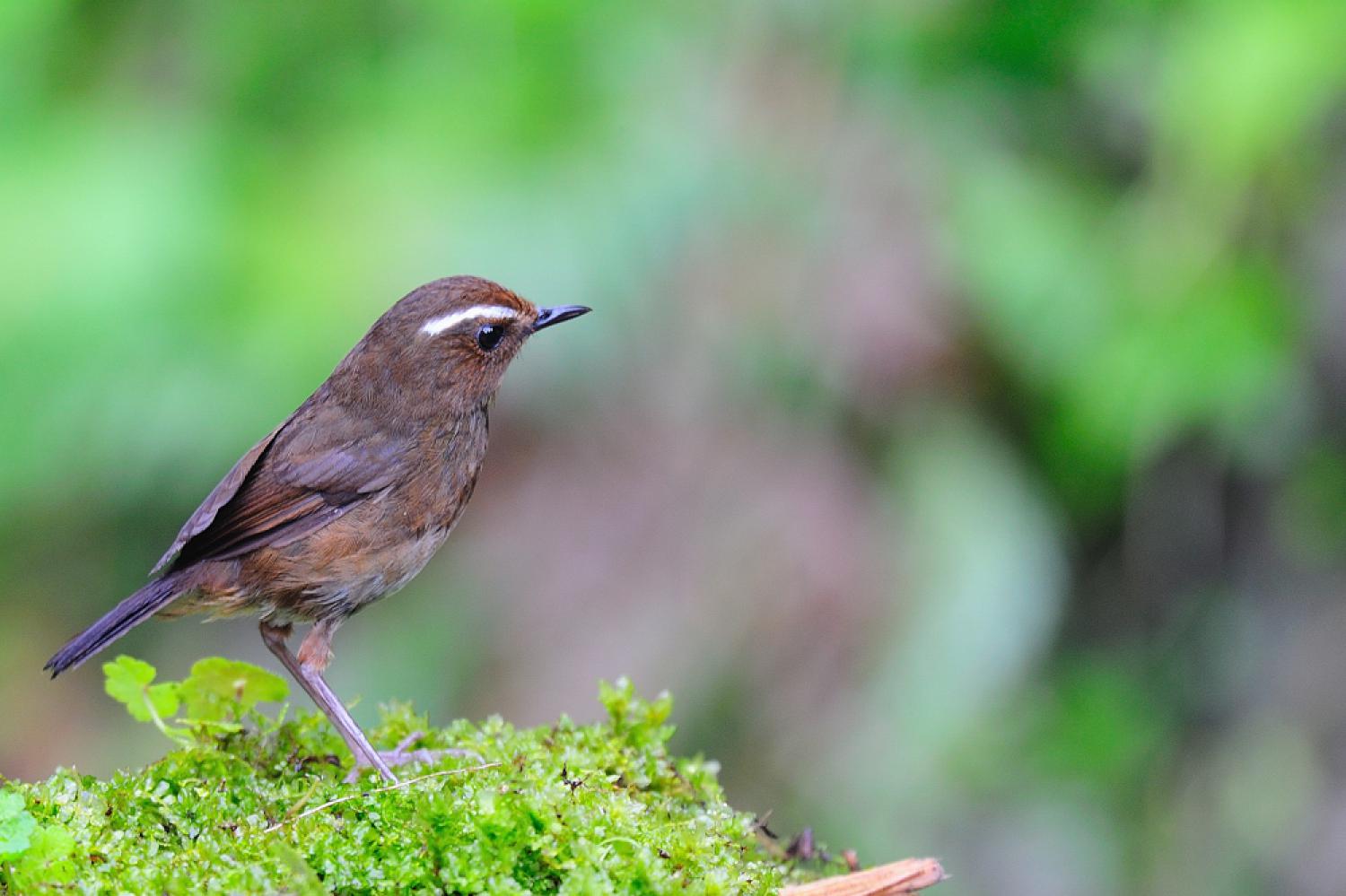 Himalayan shortwing (Brachypteryx cruralis)