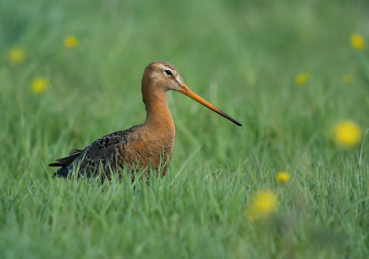 Black-tailed godwit (Limosa limosa)