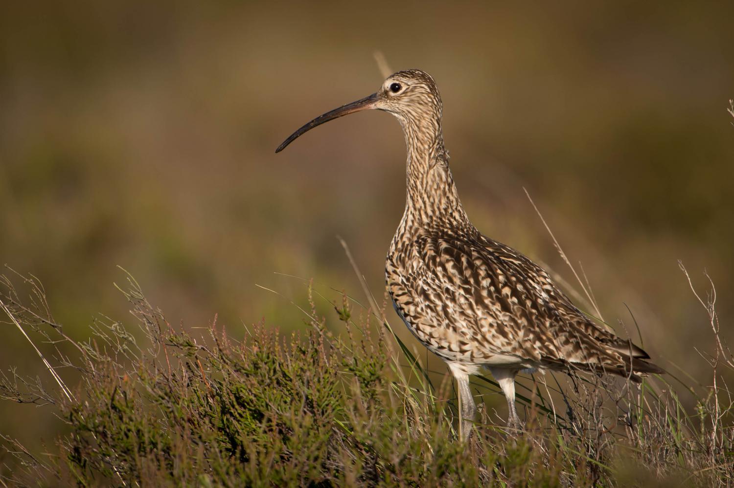 Eurasian curlew (Numenius arquata)