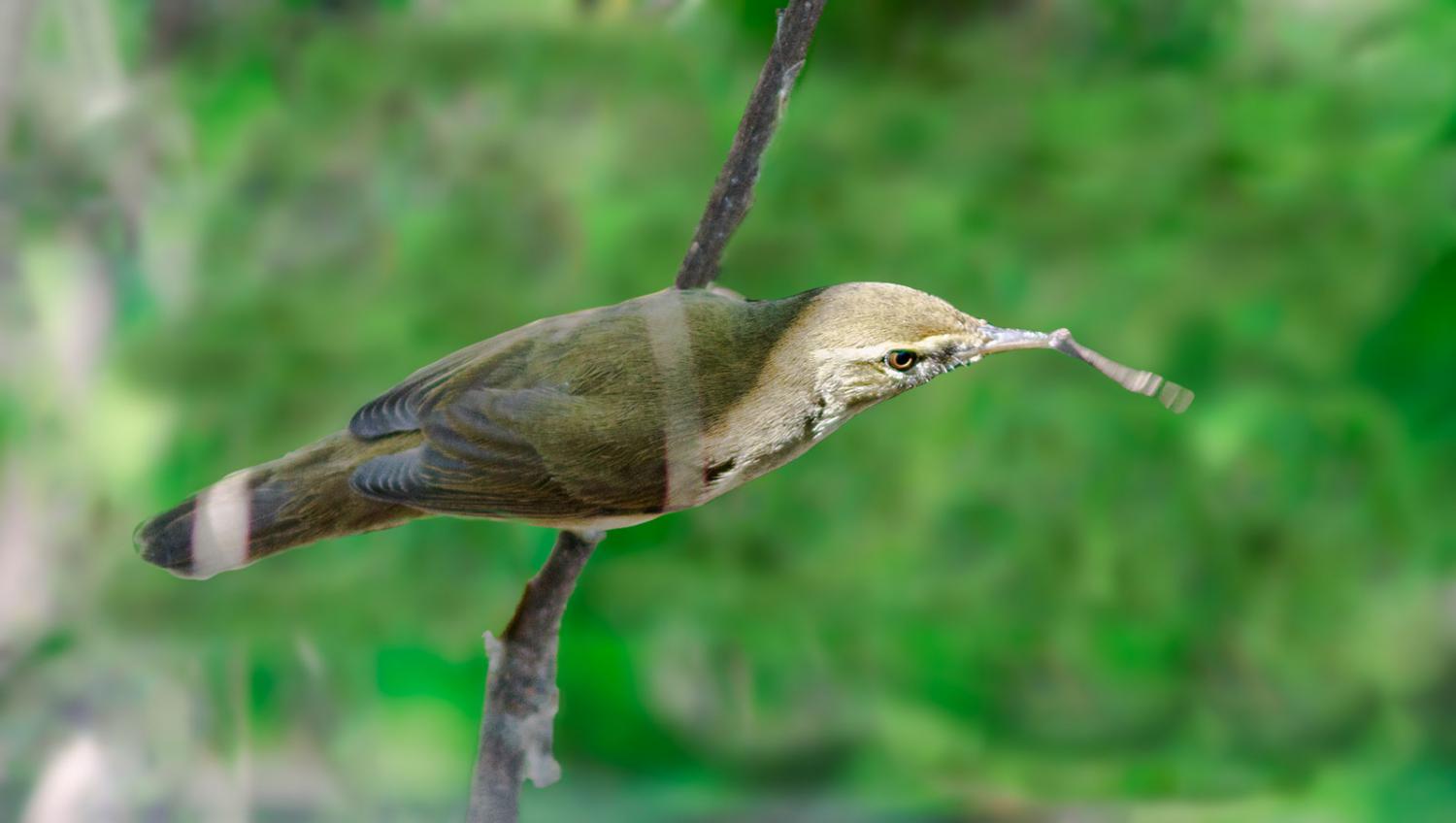 Clamorous reed warbler (Acrocephalus stentoreus)