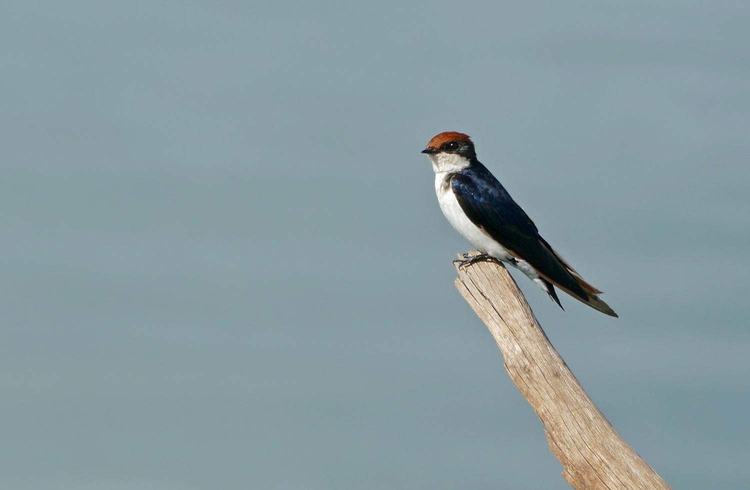 Wire-tailed swallow (Hirundo smithii)