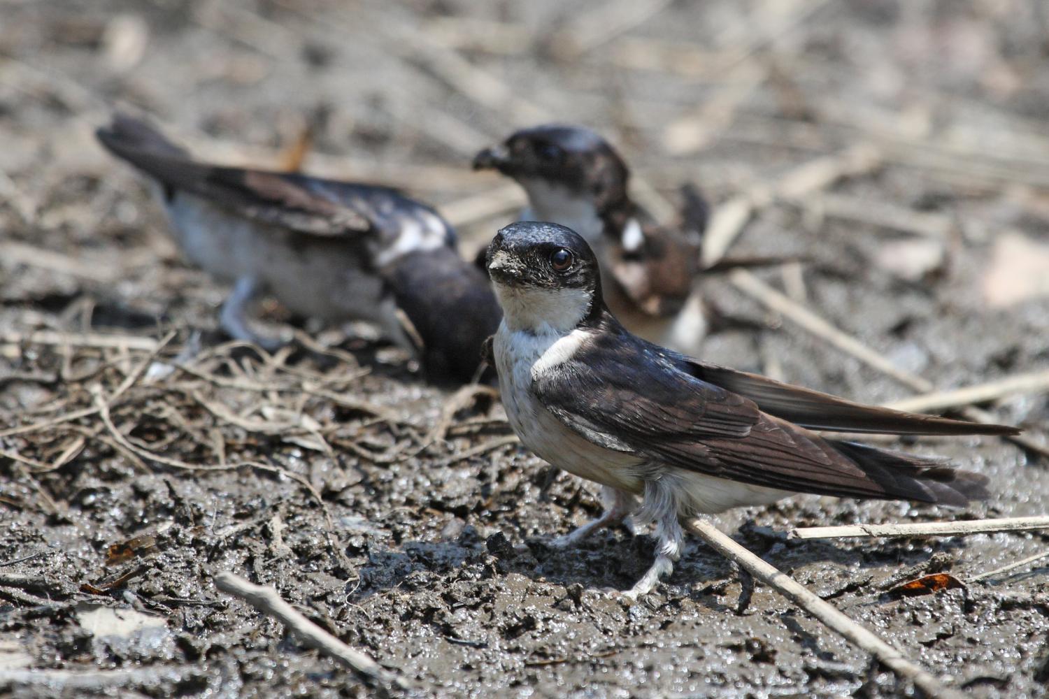 Asian house martin (Delichon dasypus)