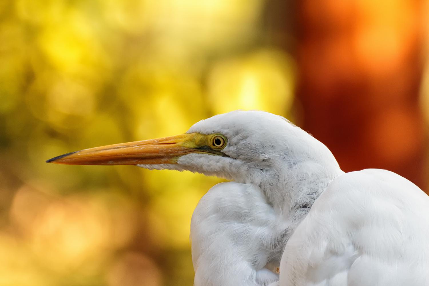 Great egret (Ardea alba)
