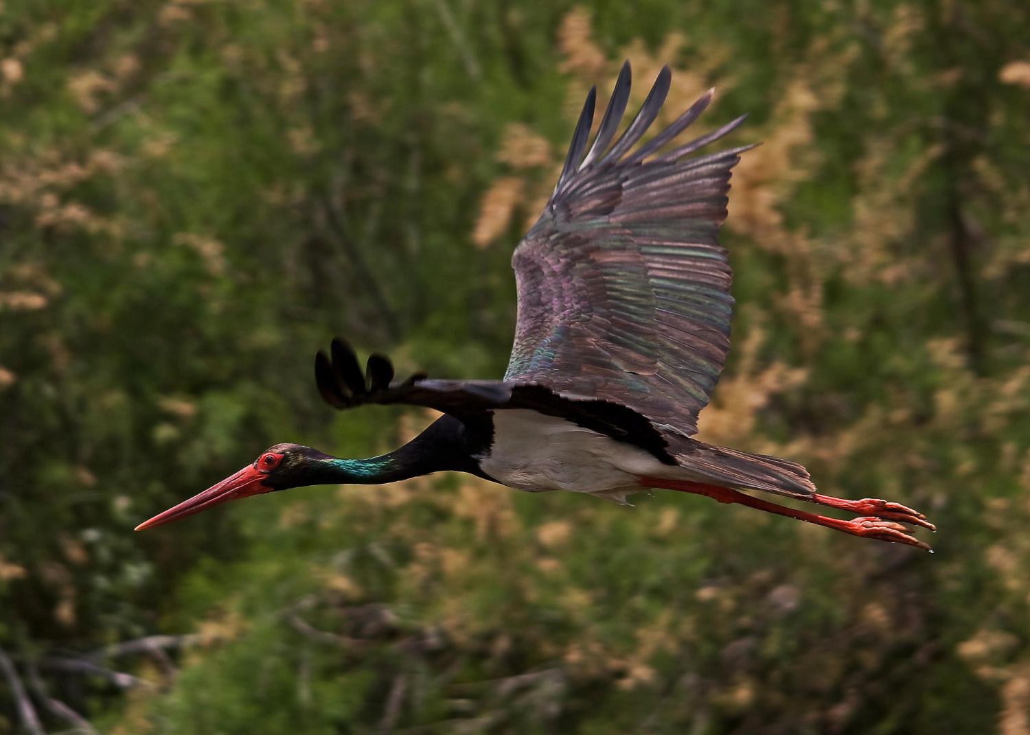 Black stork (Ciconia nigra)