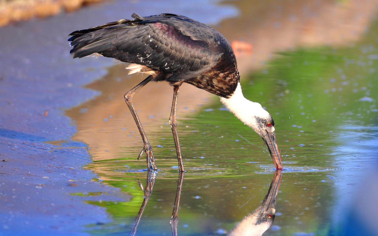 Wooly Necked Stork