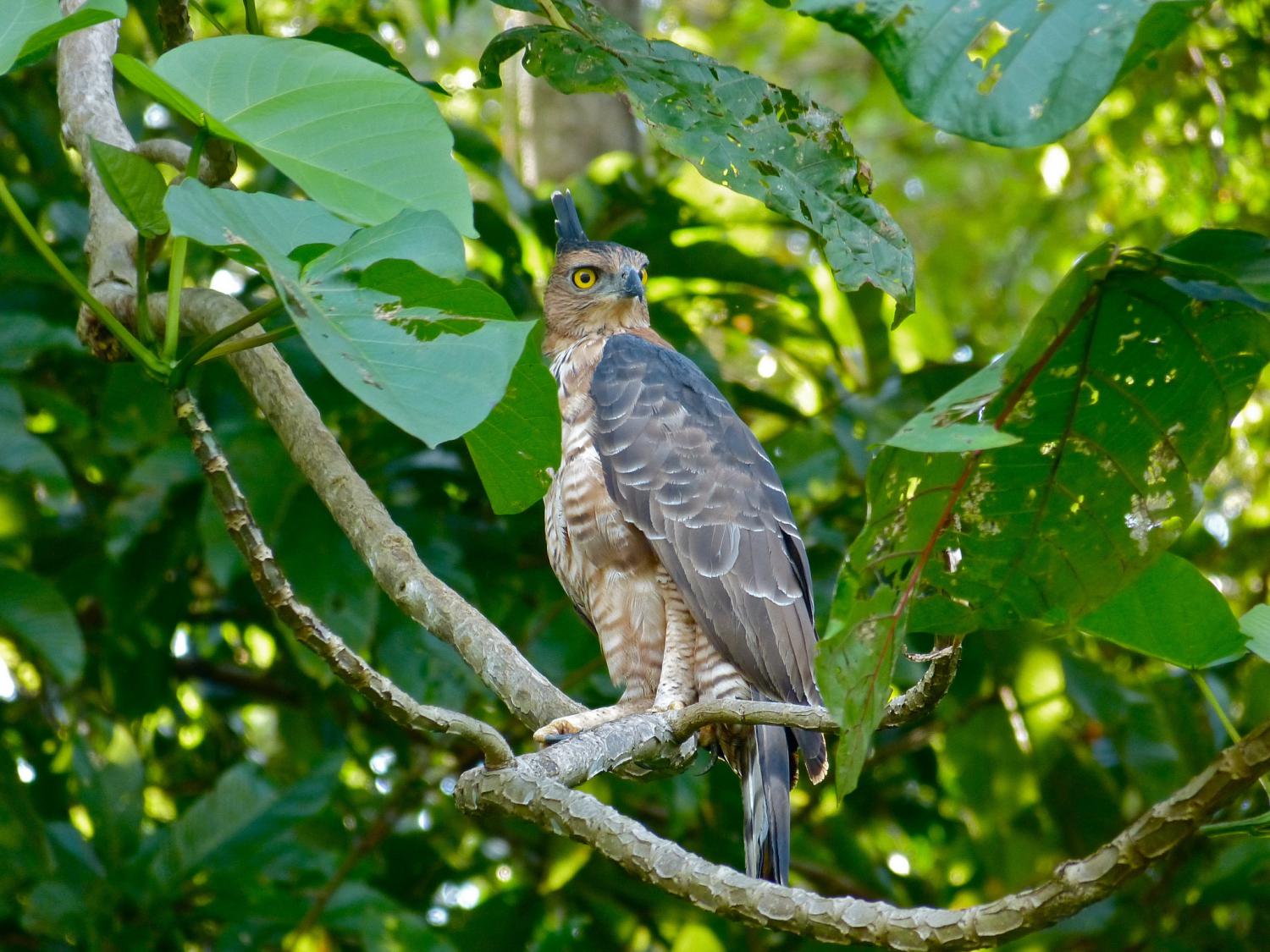 Wallace's hawk-eagle (Nisaetus nanus)