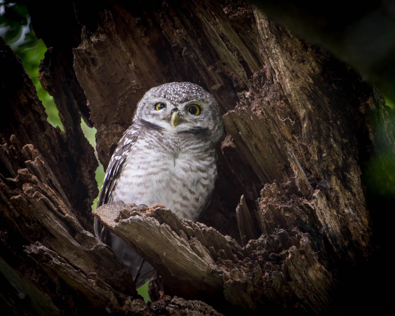 Spotted owlet (Athene brama)