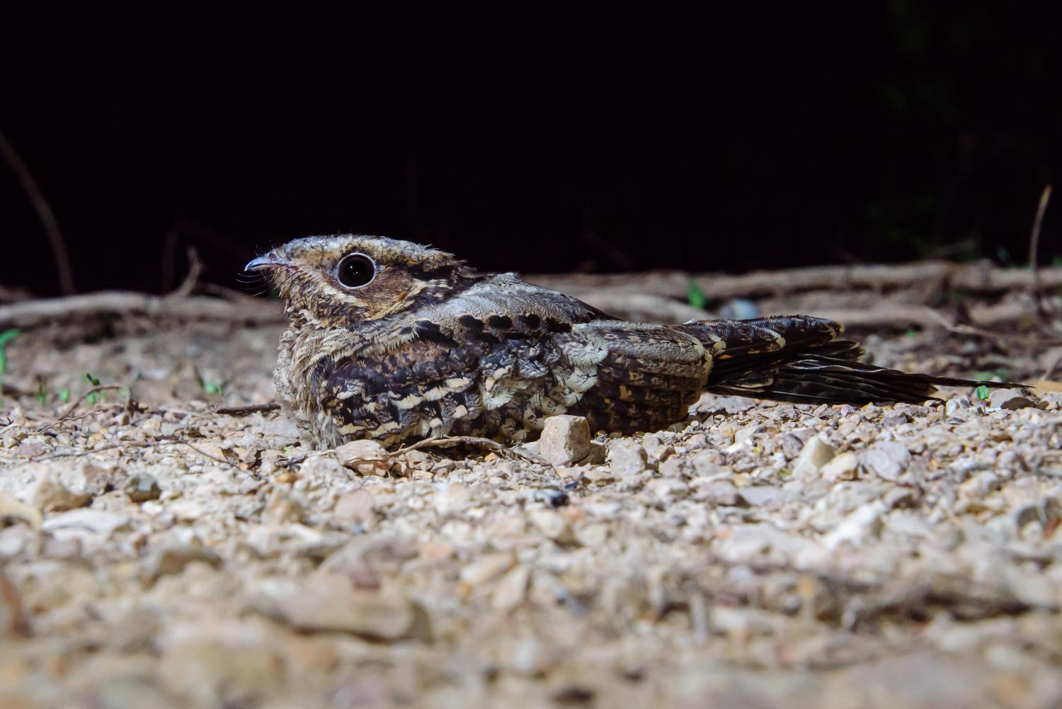 Indian nightjar (Caprimulgus asiaticus)