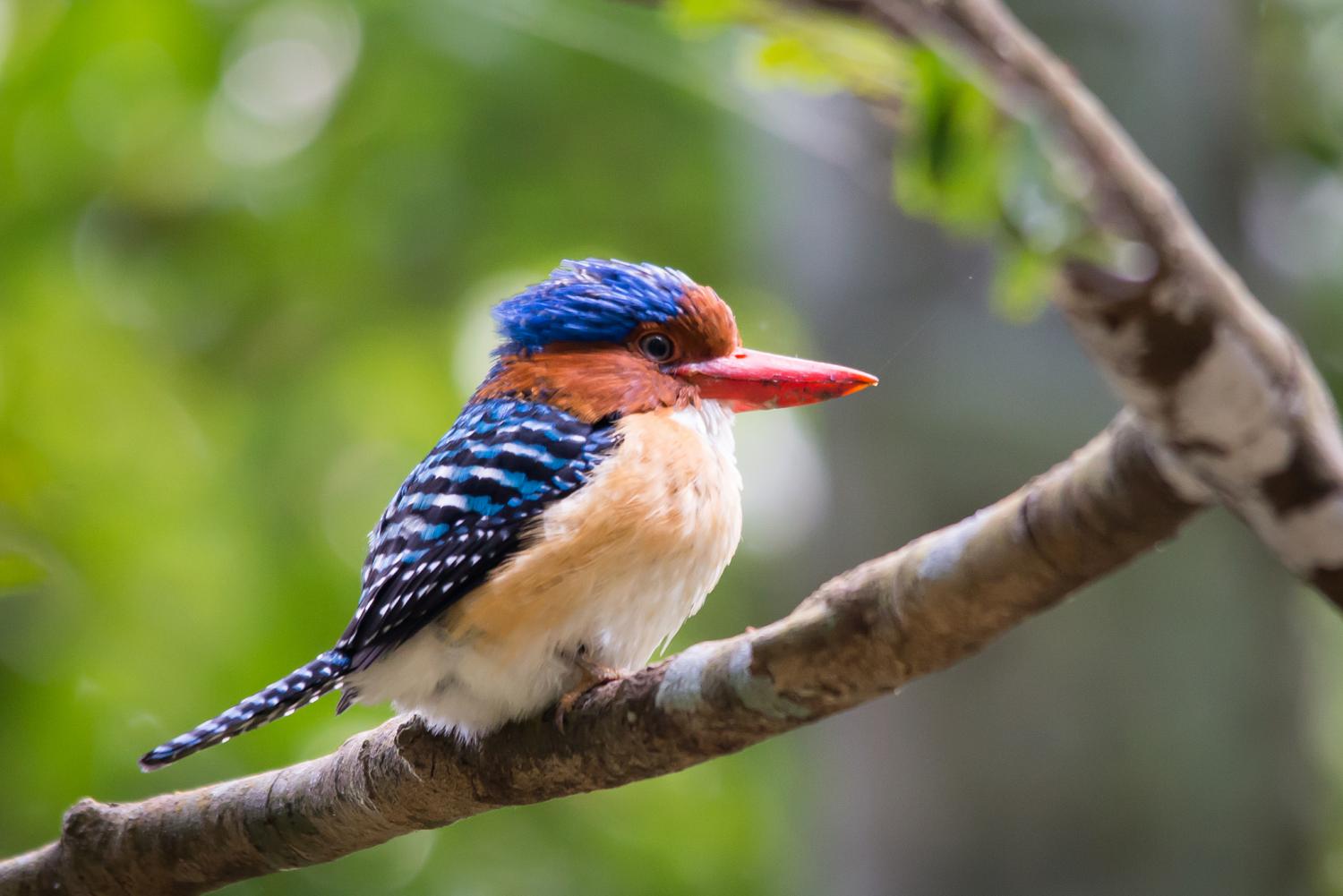 Banded kingfisher (Lacedo pulchella)