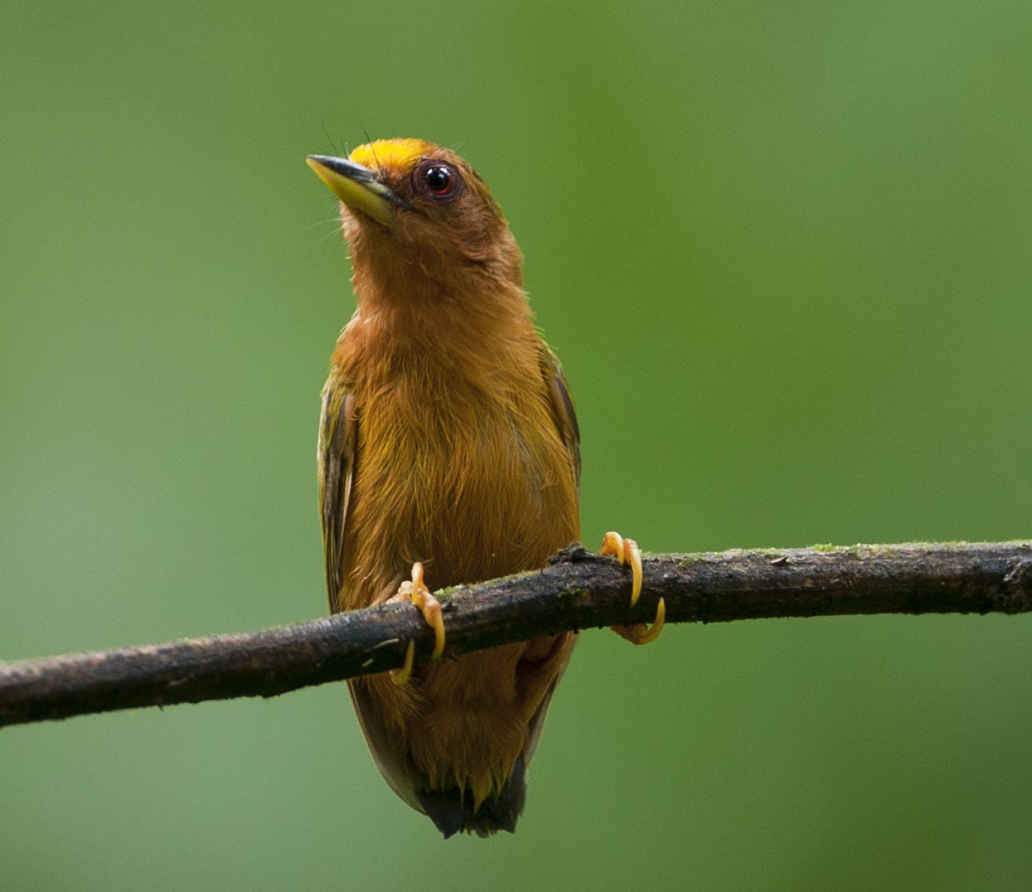 Rufous piculet (Sasia abnormis)
