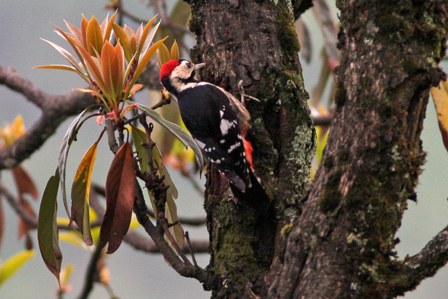 Crimson-breasted woodpecker (Dryobates cathpharius)