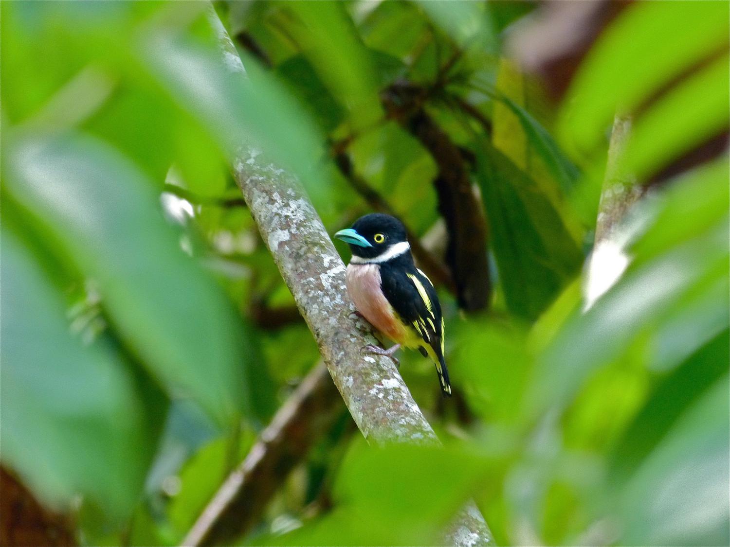 Black-and-yellow broadbill (Eurylaimus ochromalus)