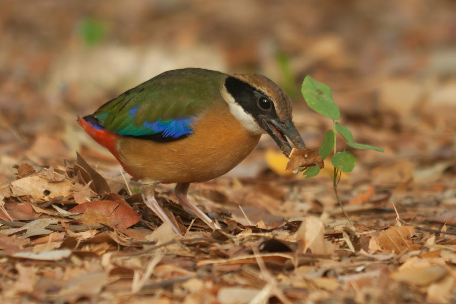 Mangrove pitta (Pitta megarhyncha)