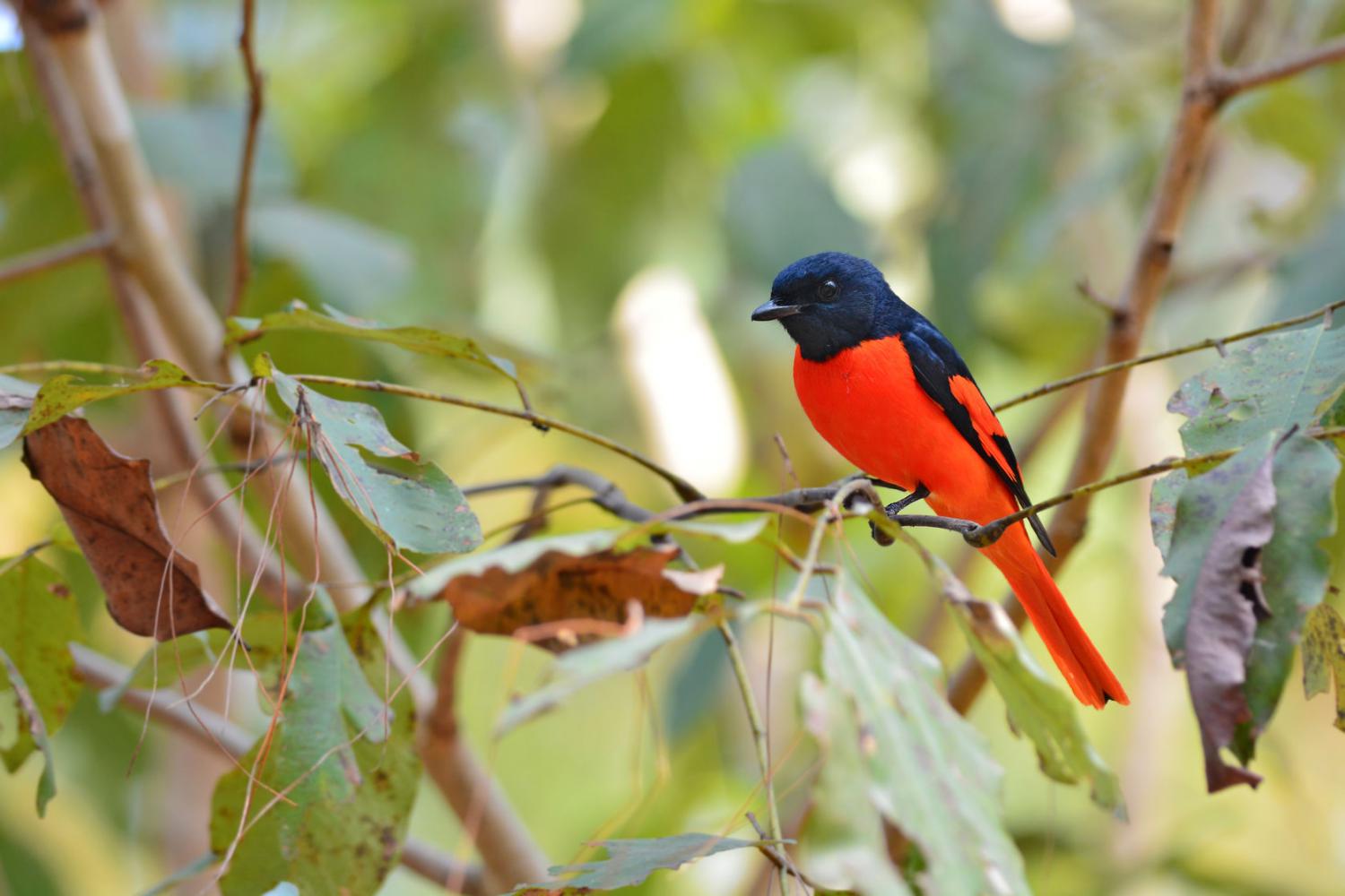 Scarlet minivet (Pericrocotus speciosus)