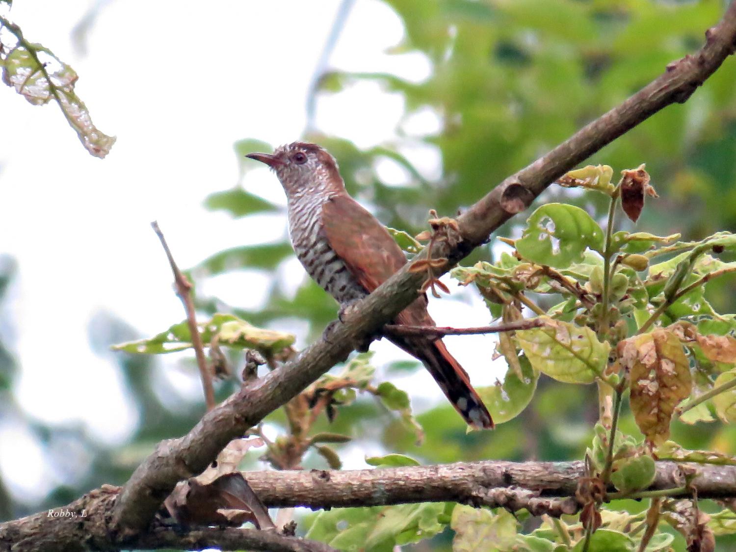 Violet cuckoo (Chrysococcyx xanthorhynchus)