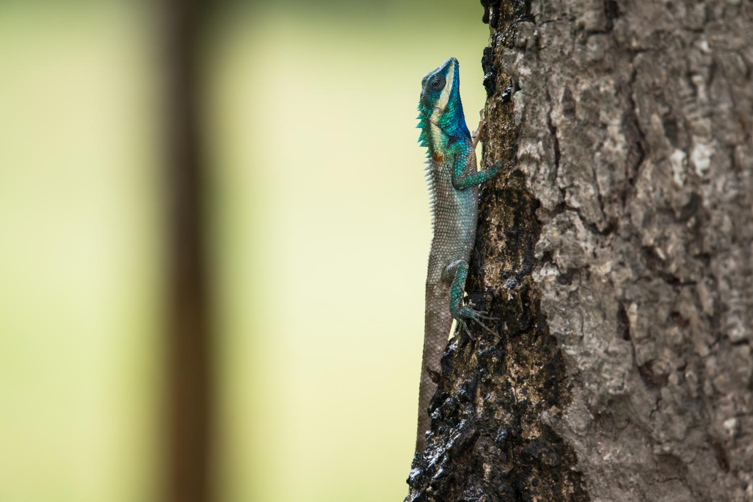 Siamese blue crested lizard (Calotes goetzi)