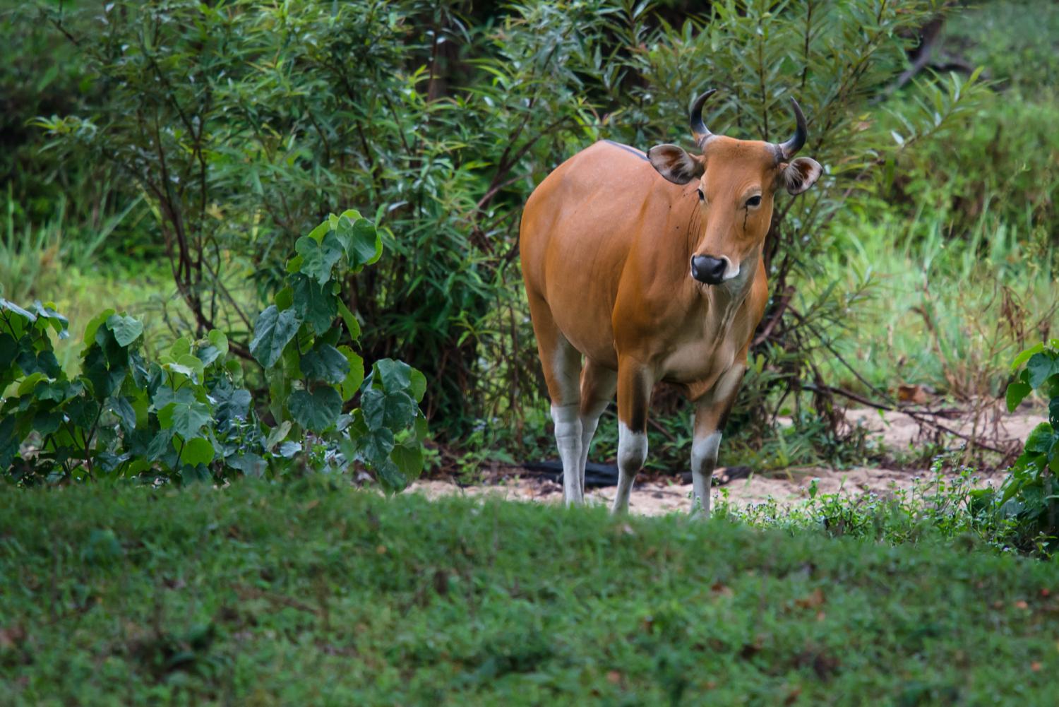 Banteng (Bos javanicus)