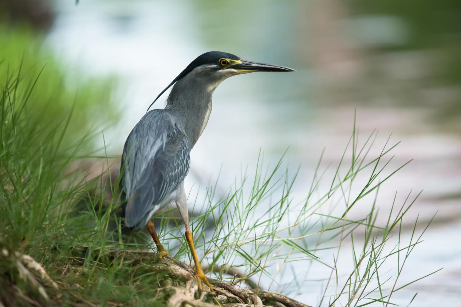 Striated heron (Butorides striata)