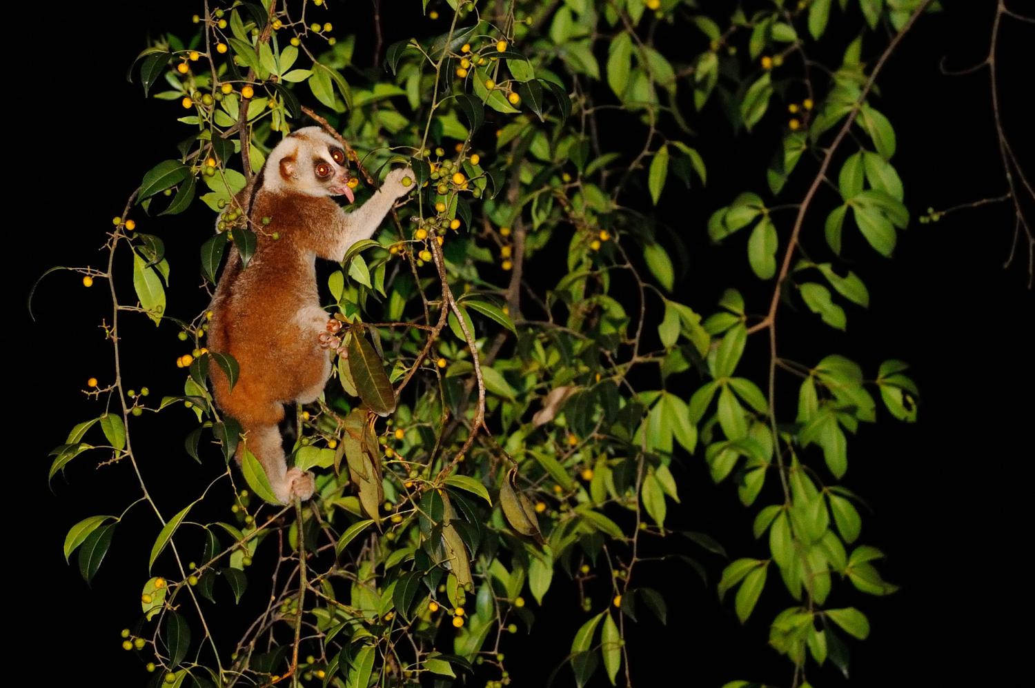 Bengal Slow Loris