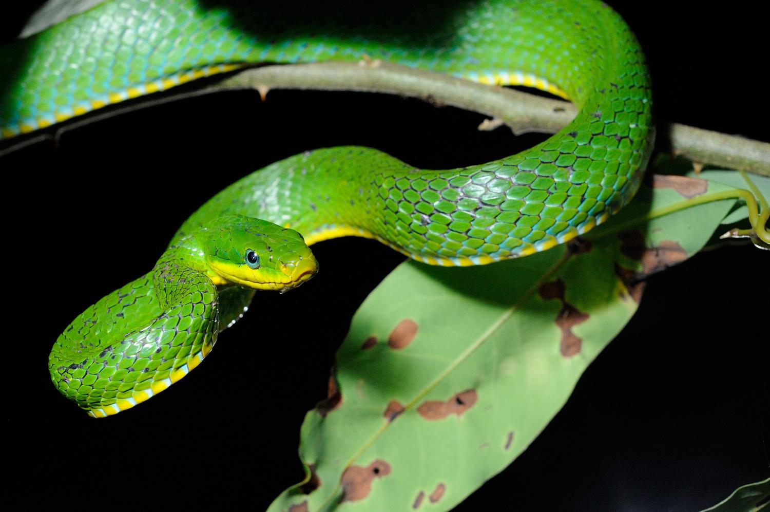 Green tree snake (Gonyosoma coeruleum)