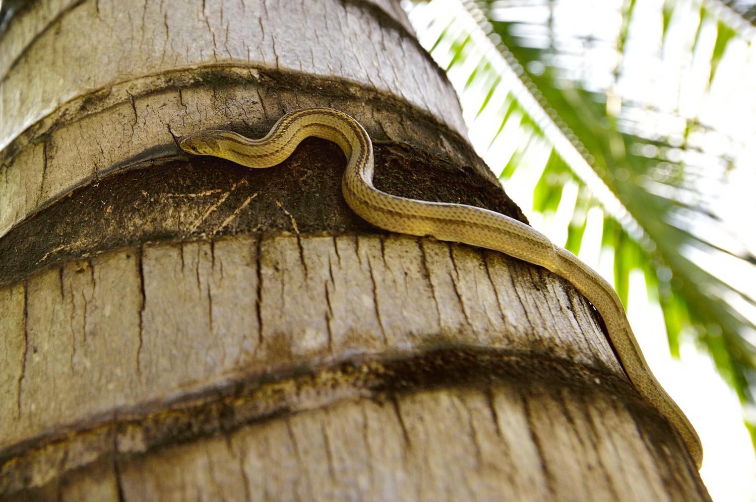 Striped kukri snake (Oligodon taeniatus)