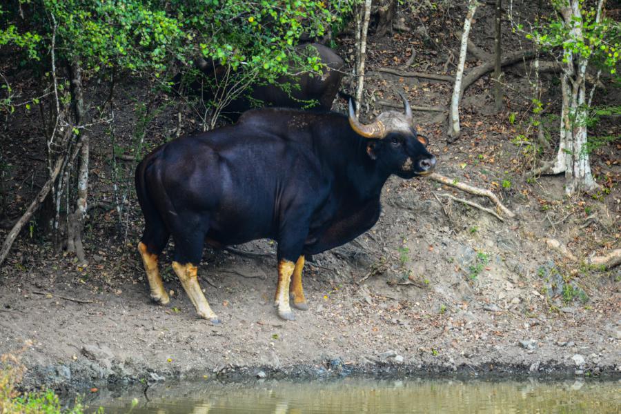 Gaur (Bos gaurus)