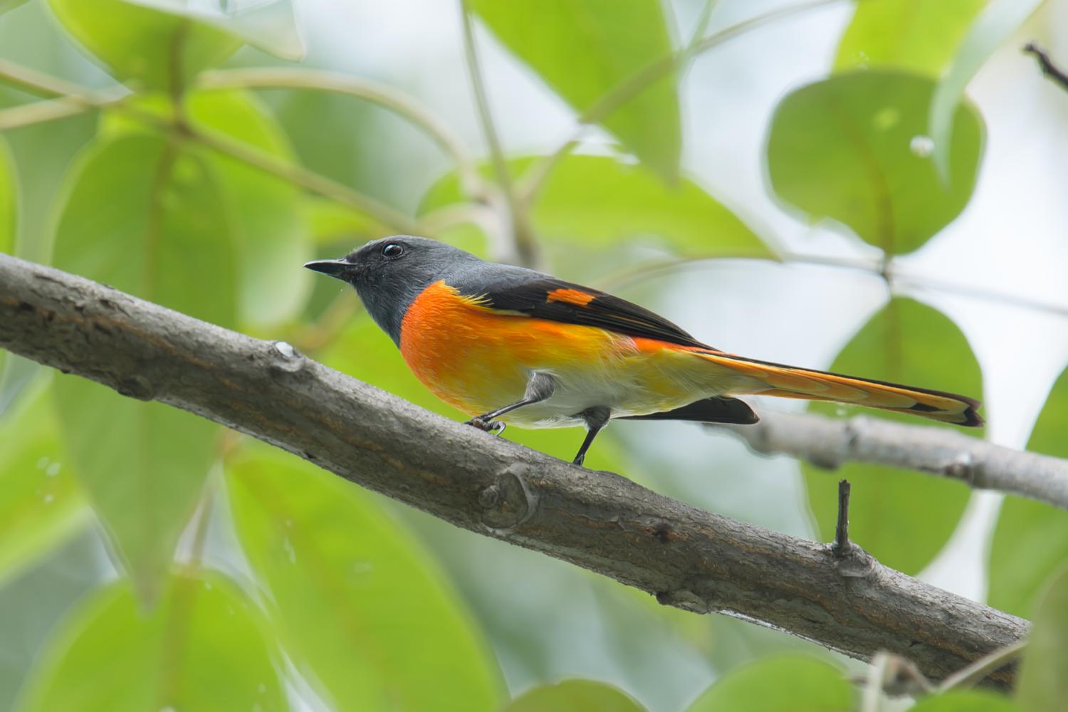 Small minivet (Pericrocotus cinnamomeus)