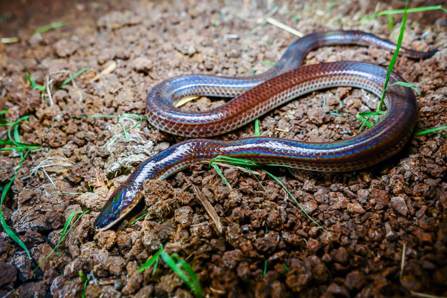 Common sunbeam snake (Xenopeltis unicolor)