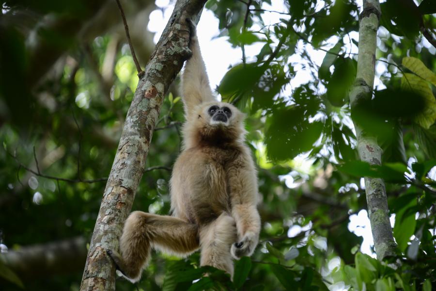 Lar gibbon (Hylobates lar)