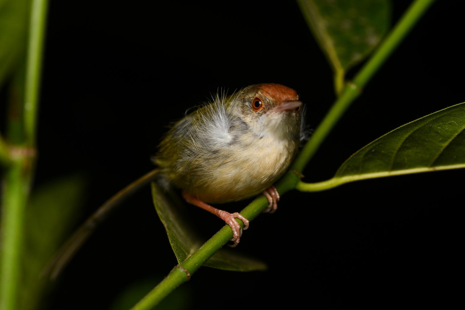Common tailorbird (Orthotomus sutorius)