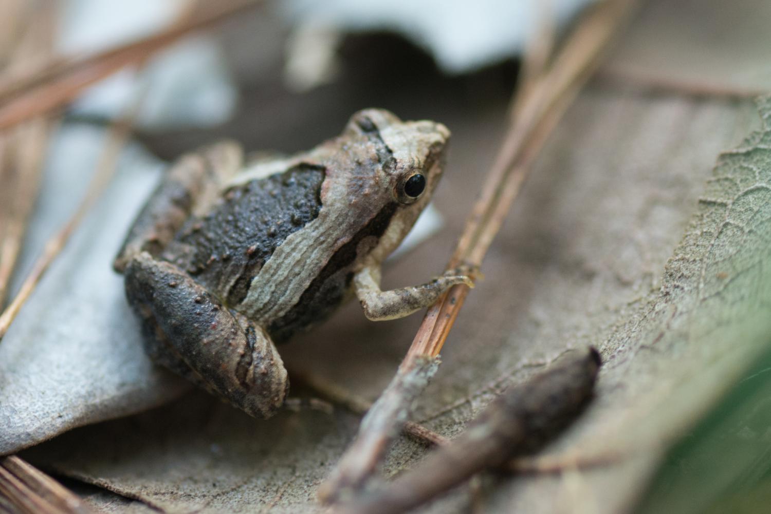 Beautiful narrow-mouthed frog (Microhyla pulchra)