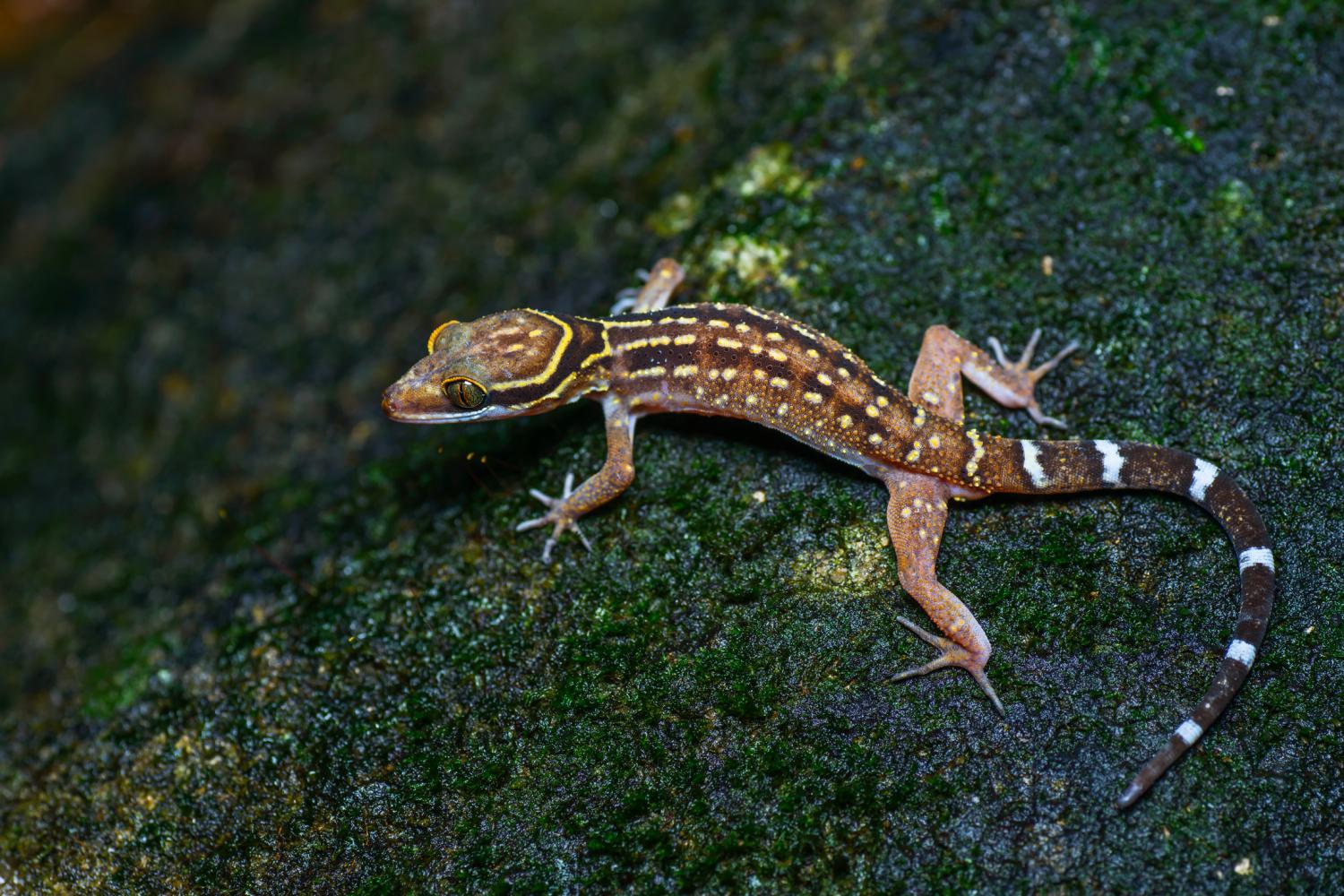 Oldham's bent-toed gecko (Cyrtodactylus oldhami)