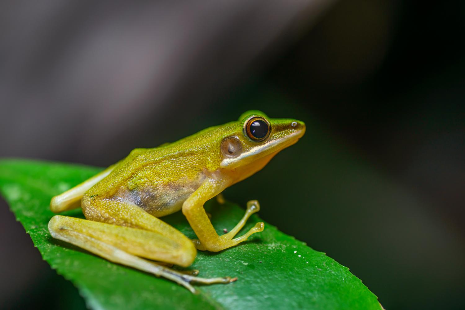 Tenasserim white-lipped frog (Chalcorana eschatia)