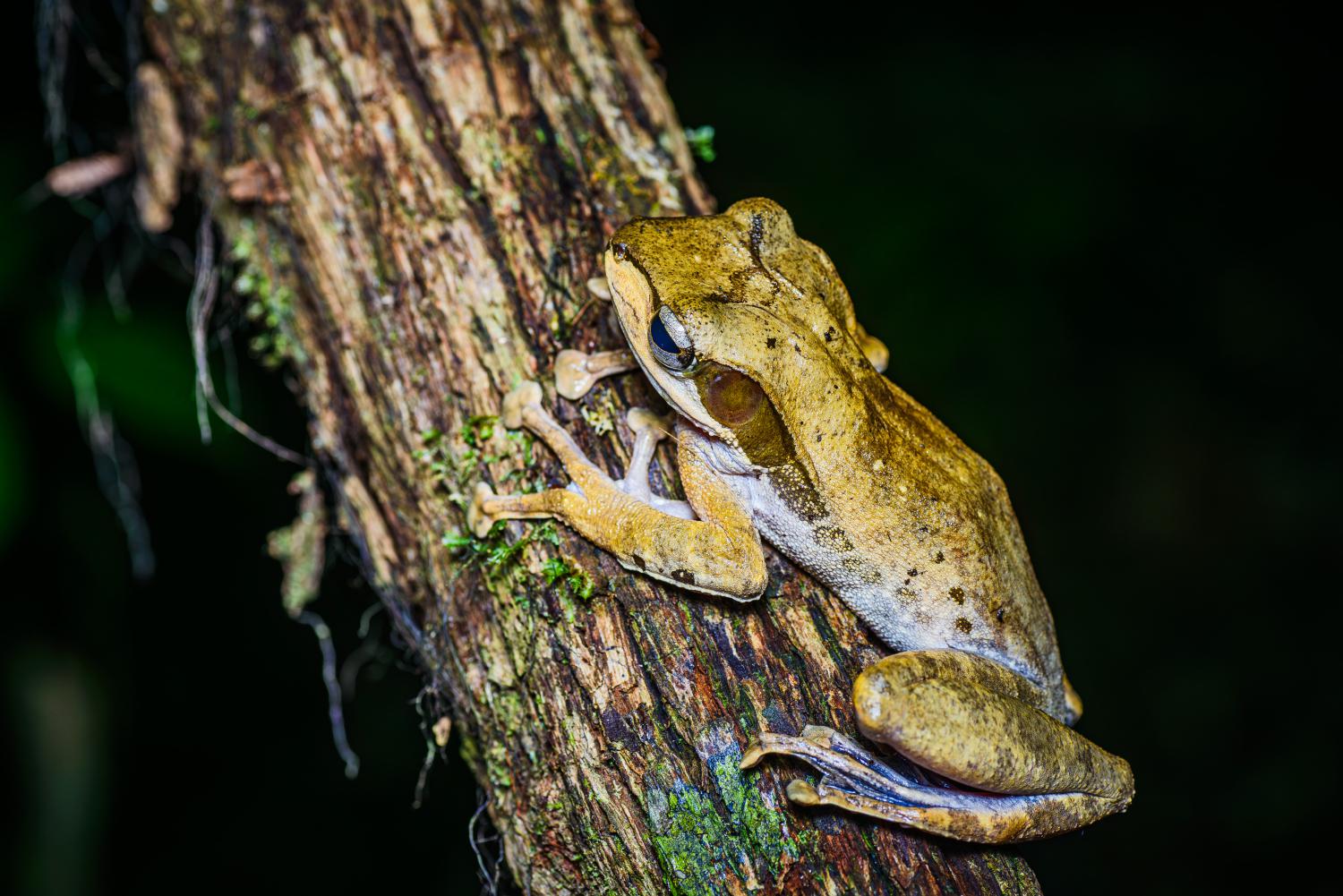 Big-eared whipping frog (Polypedates macrotis)