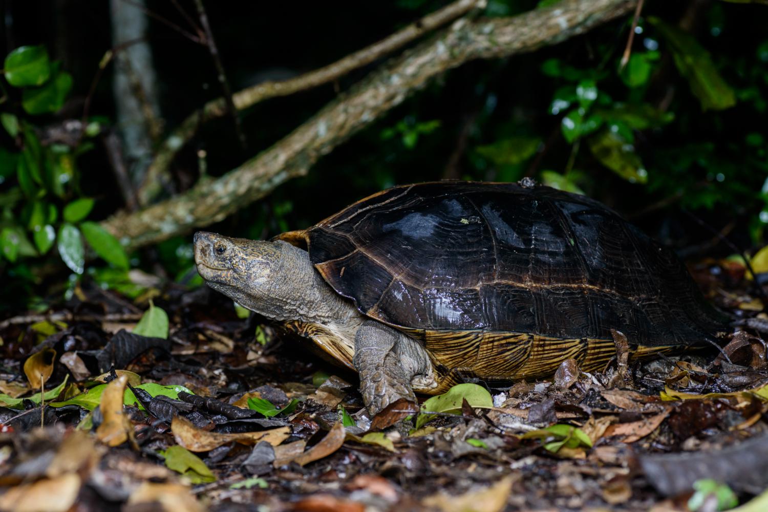 Giant Asian pond turtle (Heosemys grandis)