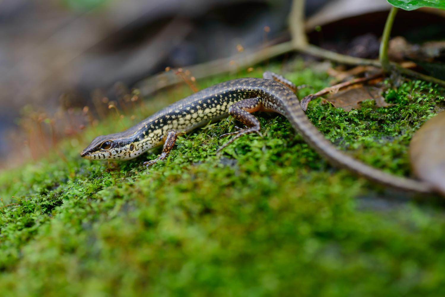 Spotted forest skink (Sphenomorphus maculatus)