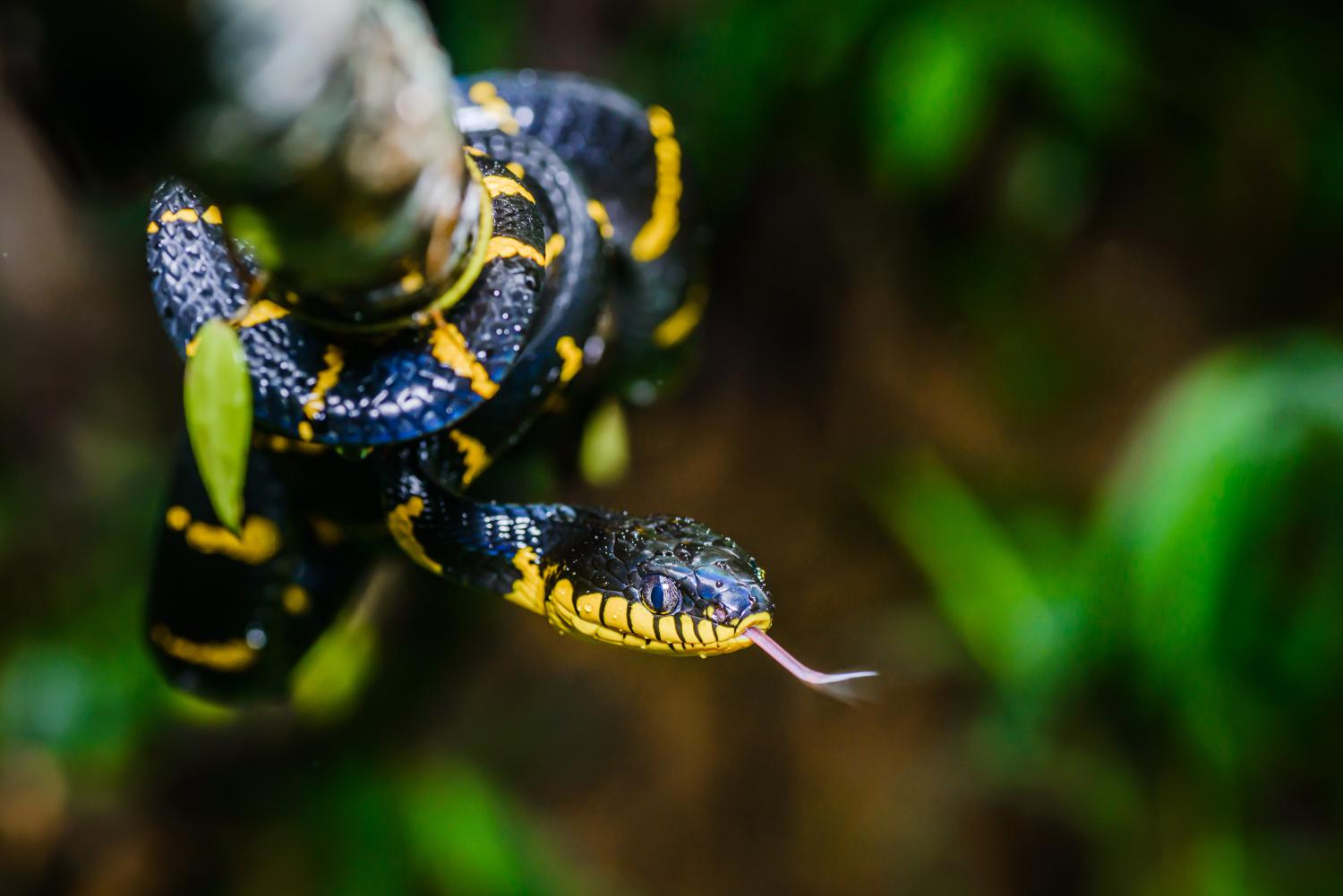 Western mangrove cat snake (Boiga melanota)