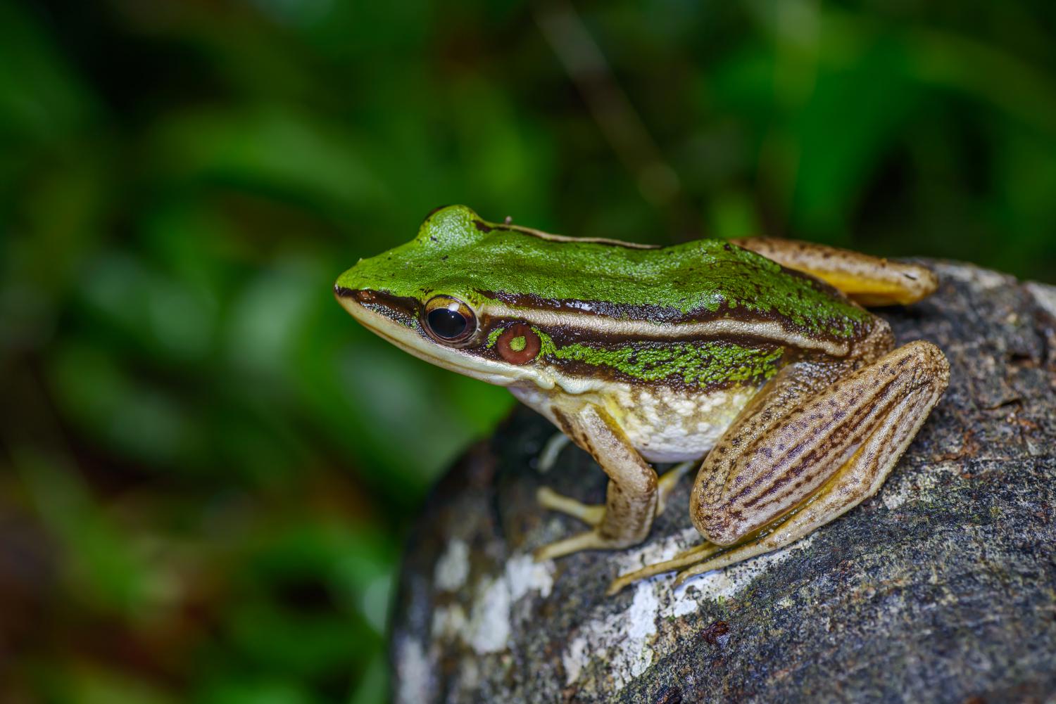 Green grass frog (Hylarana erythraea)