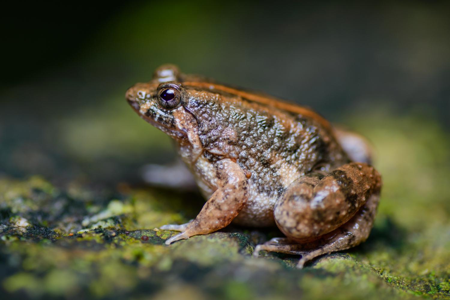 Martens' puddle frog (Phrynoglossus martensii)
