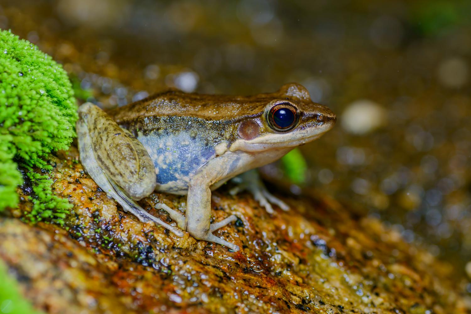 Black-striped stream frog (Sylvirana nigrovittata)