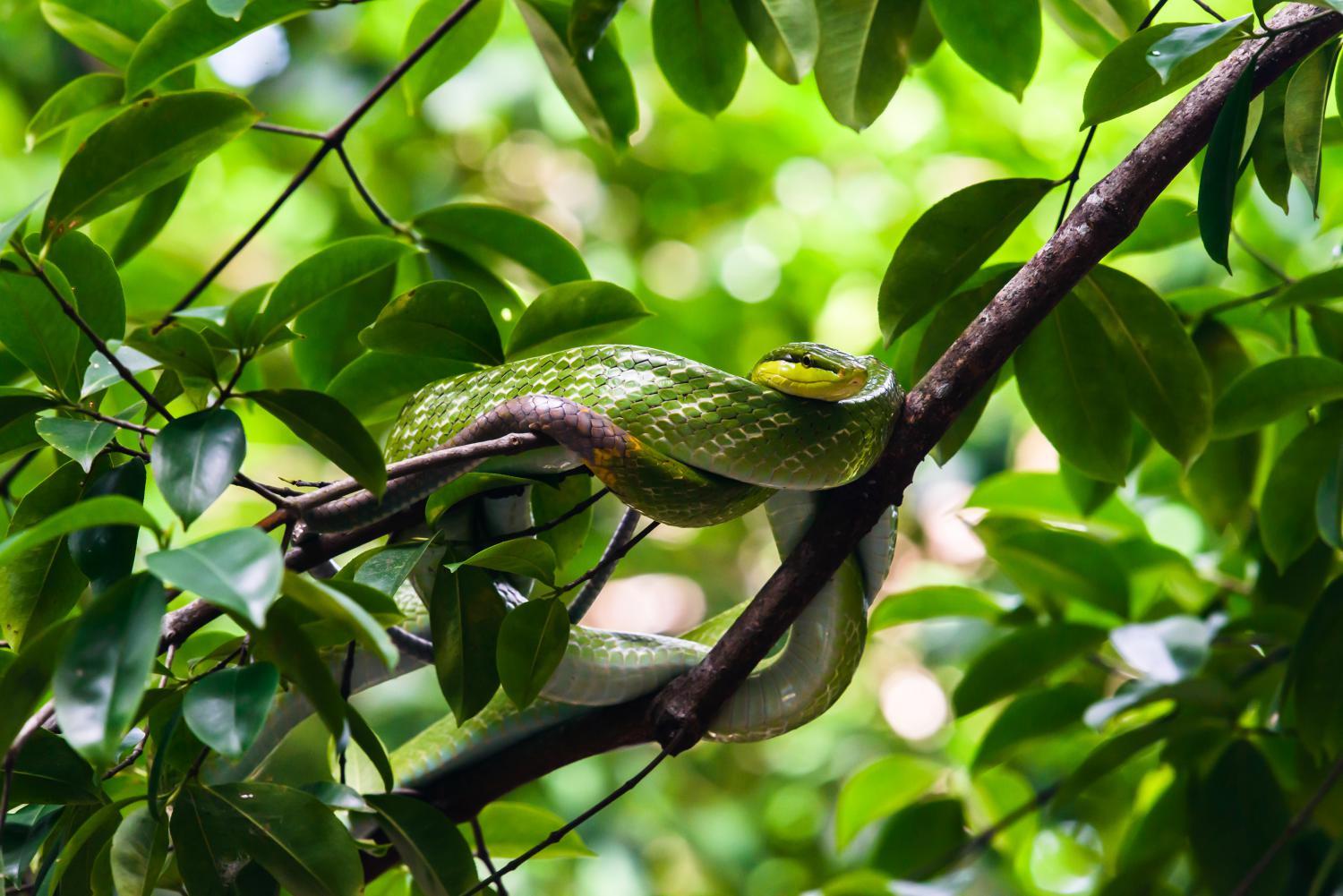 Red-tailed tree snake (Gonyosoma oxycephalum)