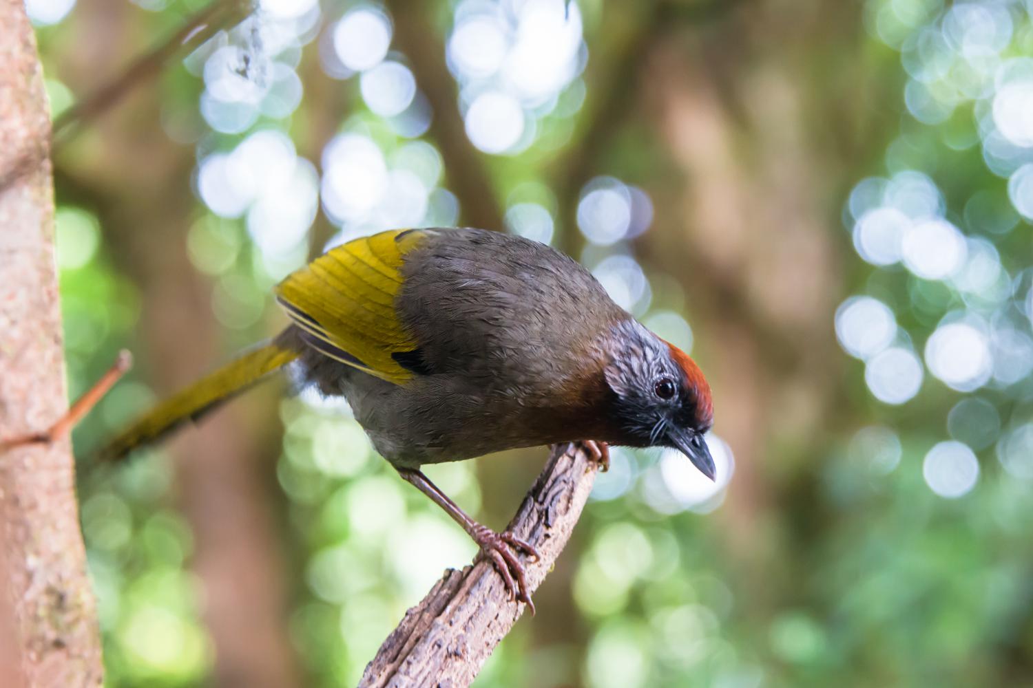 Silver-eared laughingthrush (Trochalopteron melanostigma)