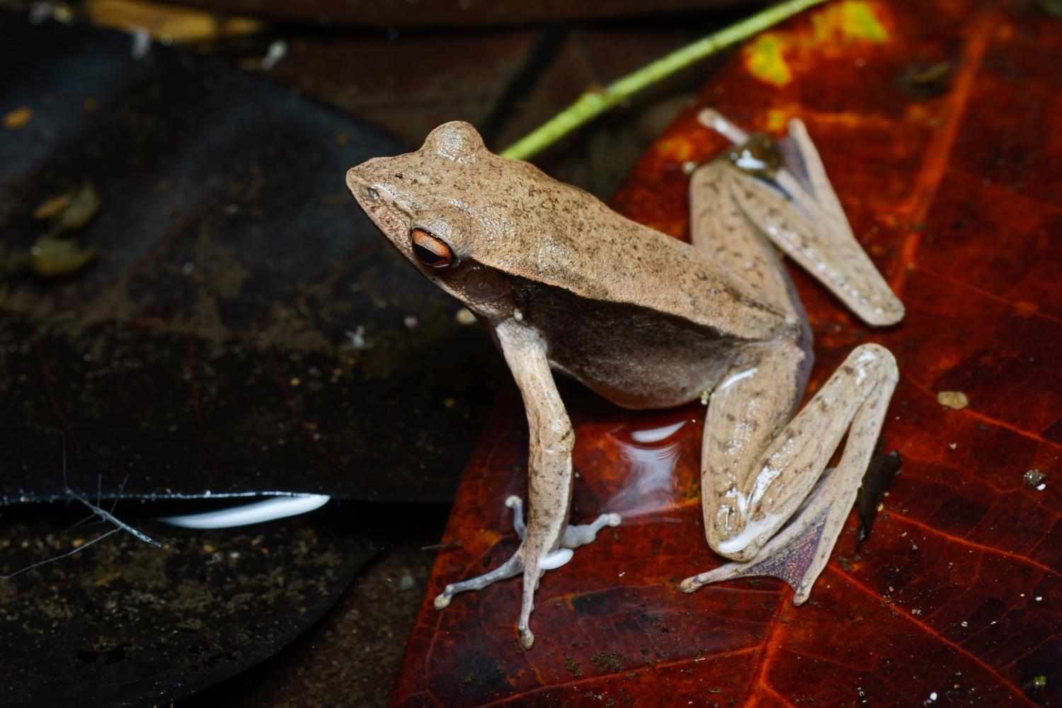 Penelope's Hill frog (Clinotarsus penelope)