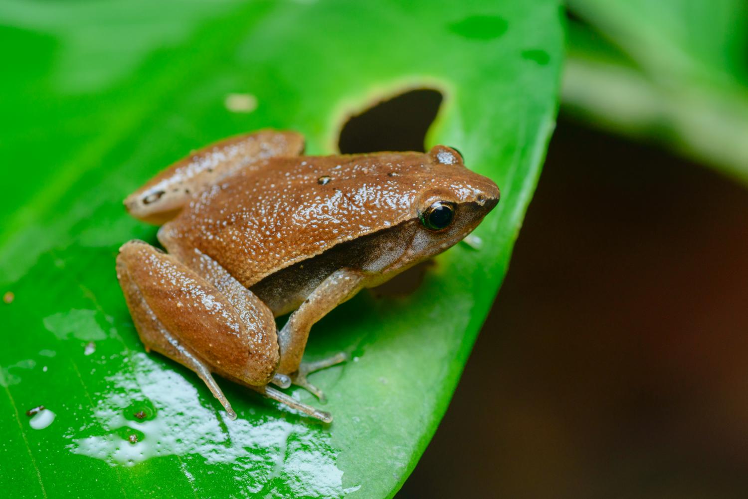 Heymons' narrow-mouthed frog (Microhyla heymonsi)