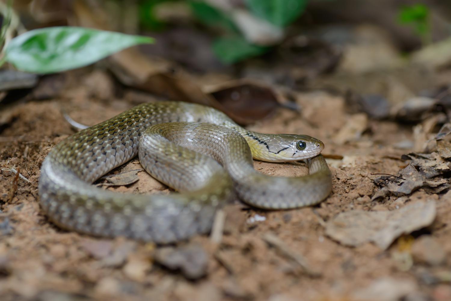 Yellow-spotted keelback (Fowlea flavipunctatus)