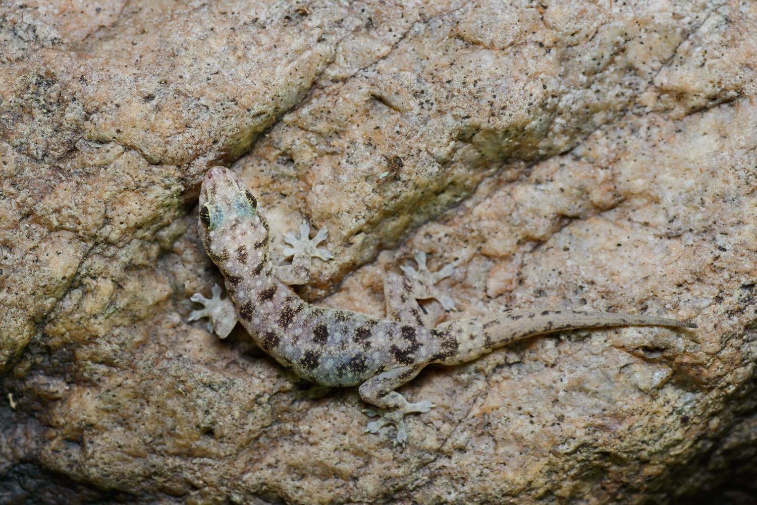 Fehlmann's four-clawed gecko (Gehyra fehlmanni)