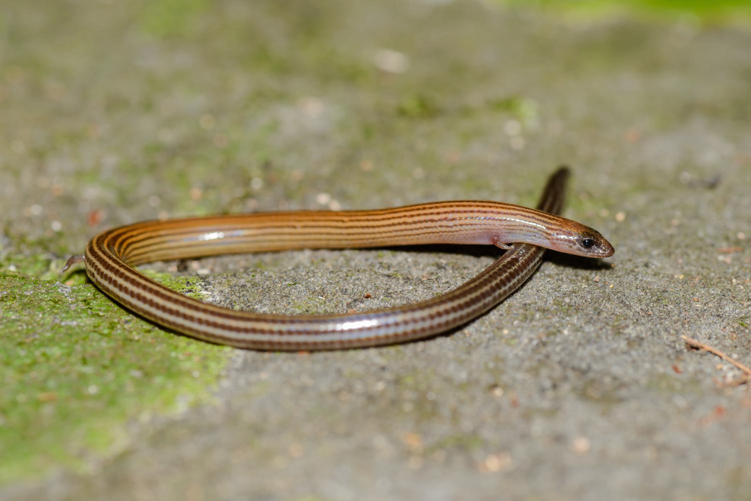 Boehme's slender skink (Leptoseps osellai)