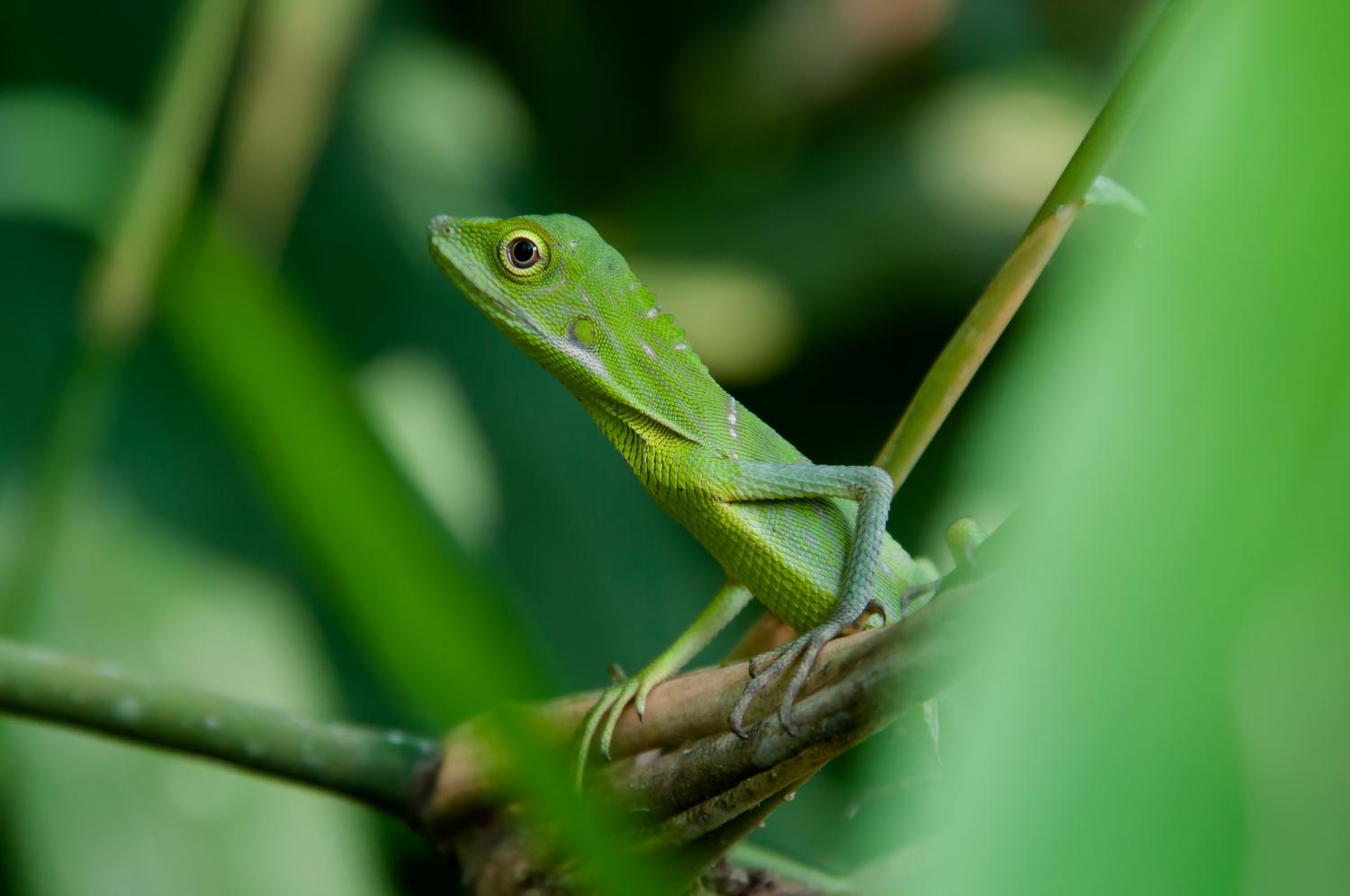 Burmese green lizard (Bronchocela burmana)