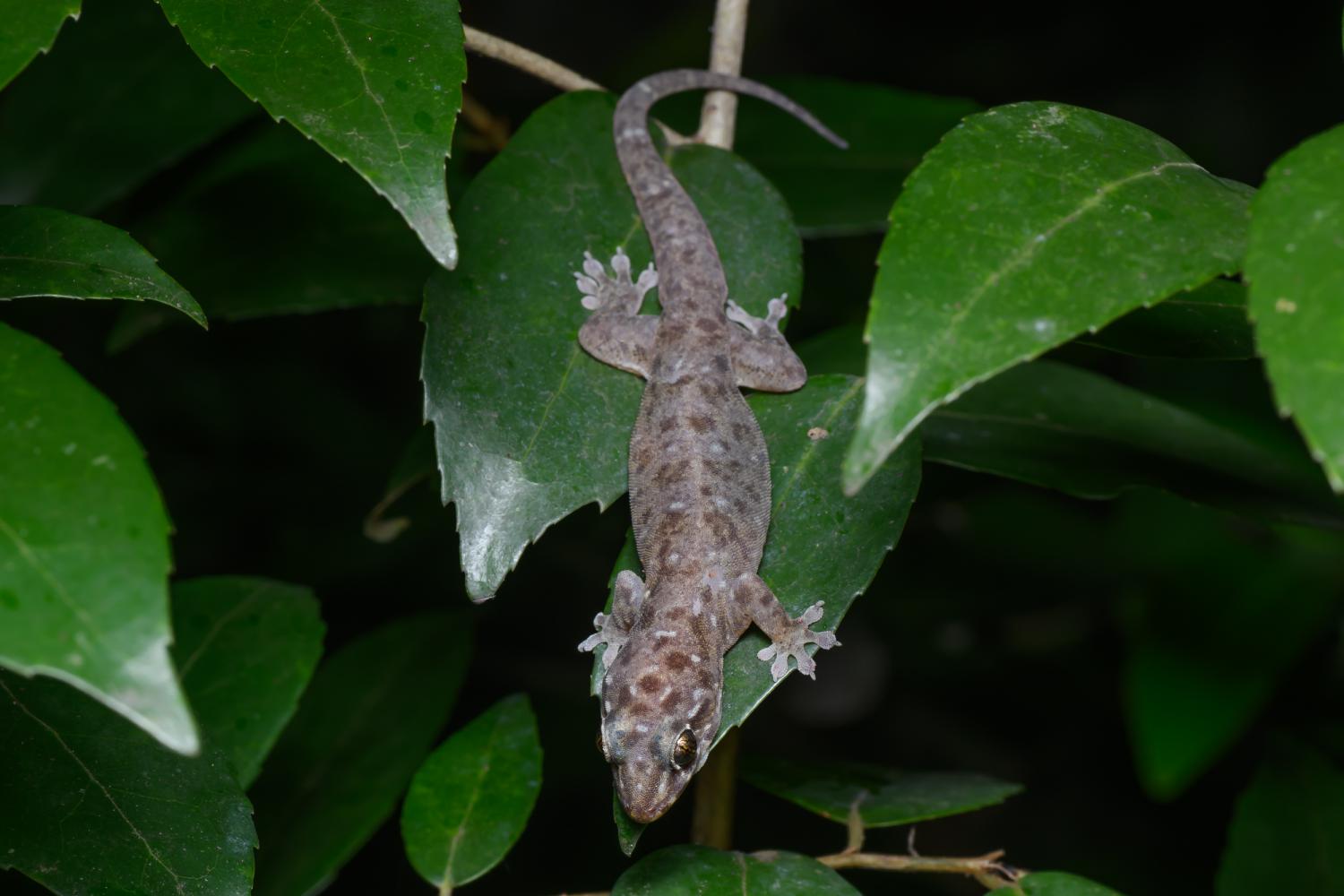 Stump-tailed four-clawed gecko (Gehyra mutilata)