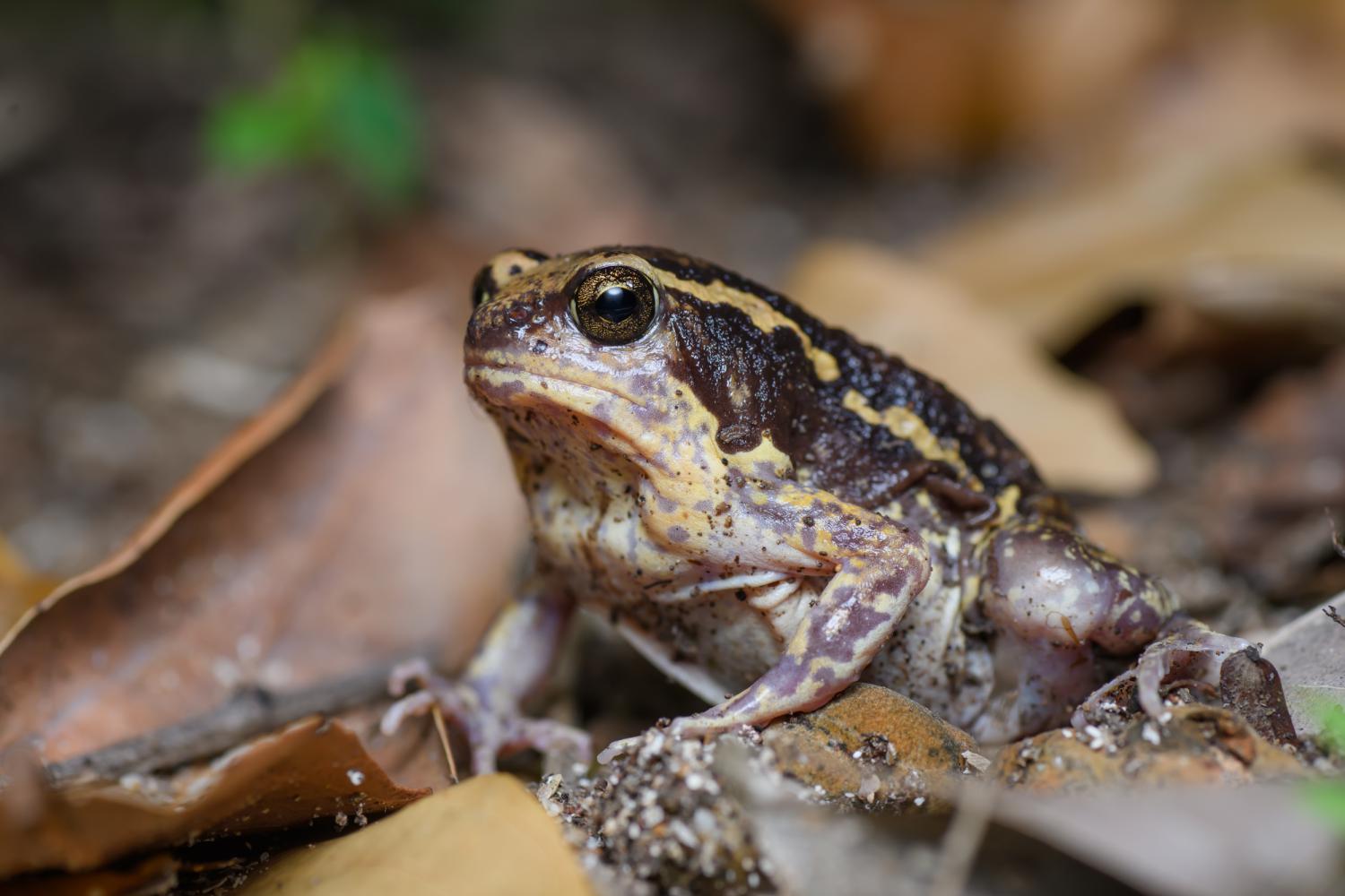 Median-striped bullfrog (Kaloula mediolineata)
